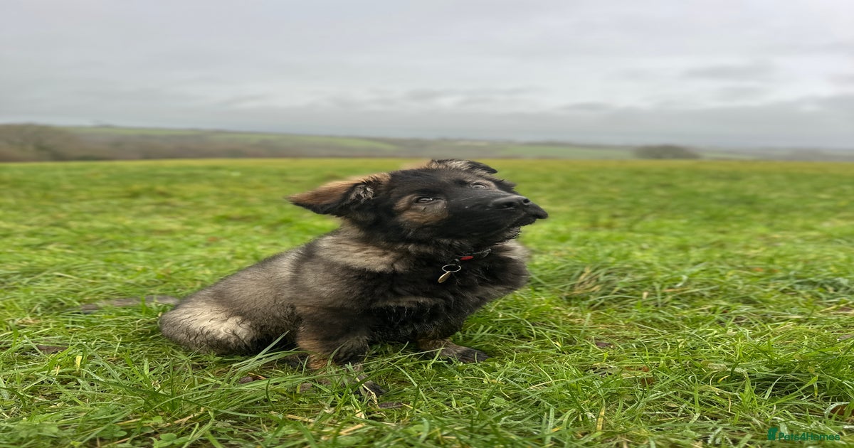 German shepherd pup for sale in Crediton | Pets4Homes