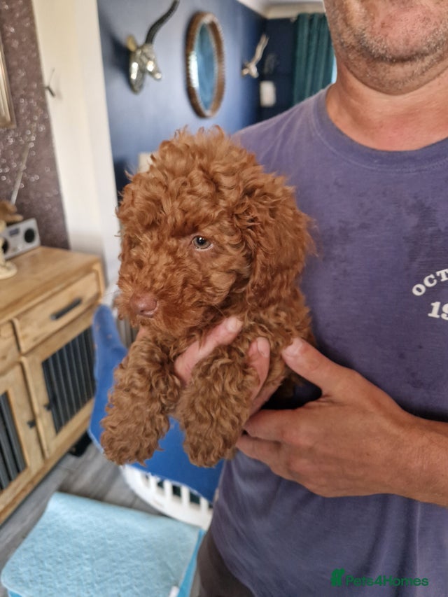 F1b red and sable cockapoos for sale for sale in Leigh | Pets4Homes