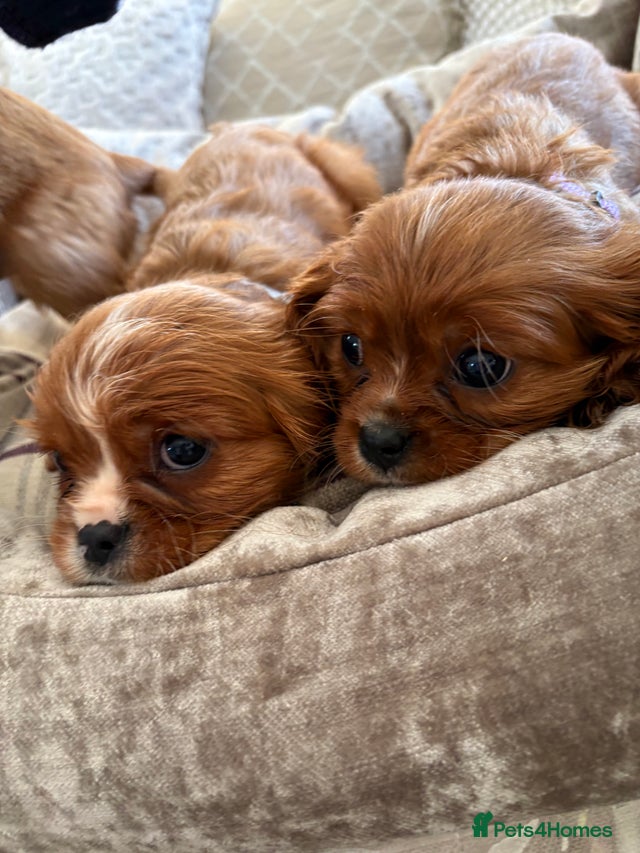 Cavalier King Charles pups for sale in Wolverhampton | Pets4Homes