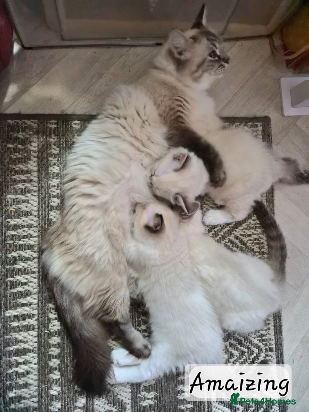 ️Beautiful Pure Ragdoll Kittens Available ️🐈 ️ for sale in London ...