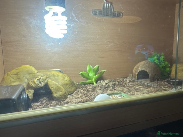 Leopard gecko for sale in Wakefield | Pets4Homes