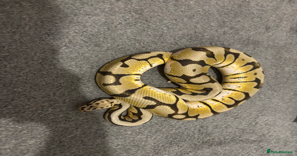Bumblebee ball python for sale in London | Pets4Homes