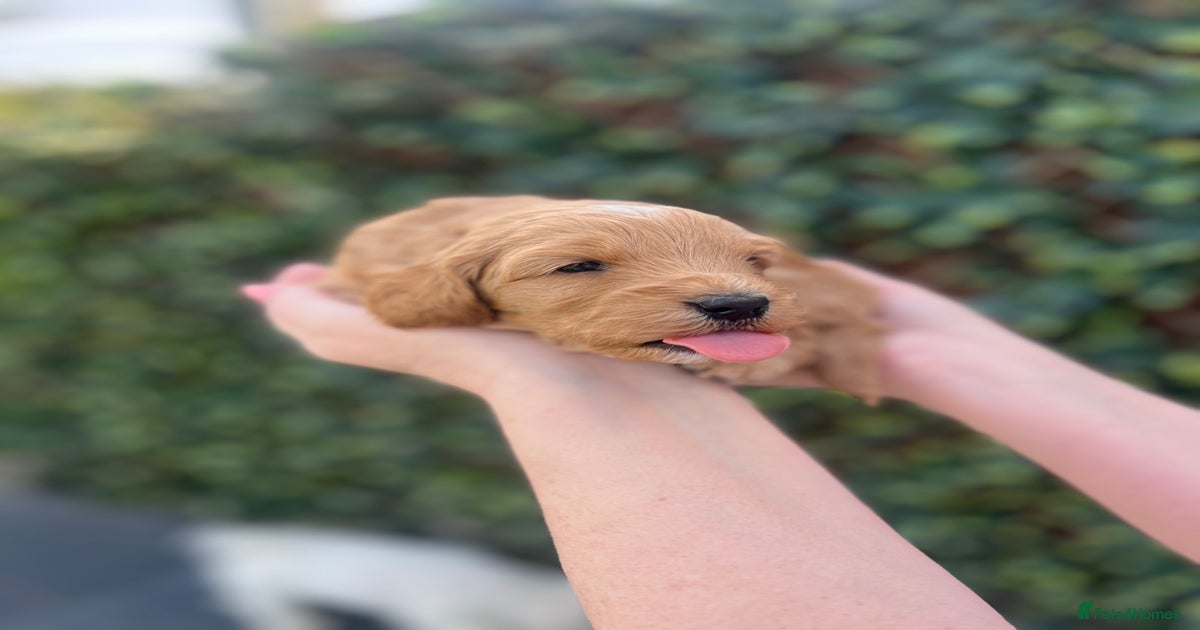 Gorgeous F2b cockapoo puppies for sale in Grays | Pets4Homes