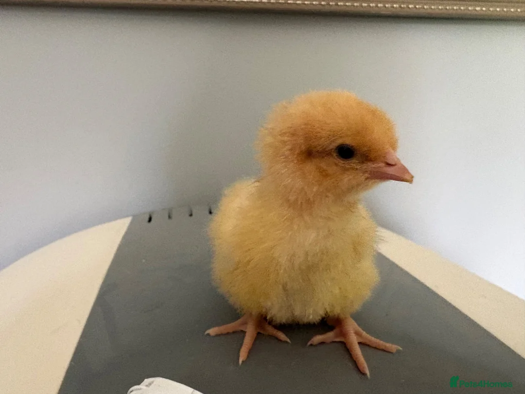 Buff orpington chicks day olds to 3 week olds for sale in Middlesbrough ...