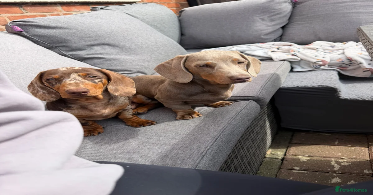 Miniature dachshund males for sale in Derby | Pets4Homes