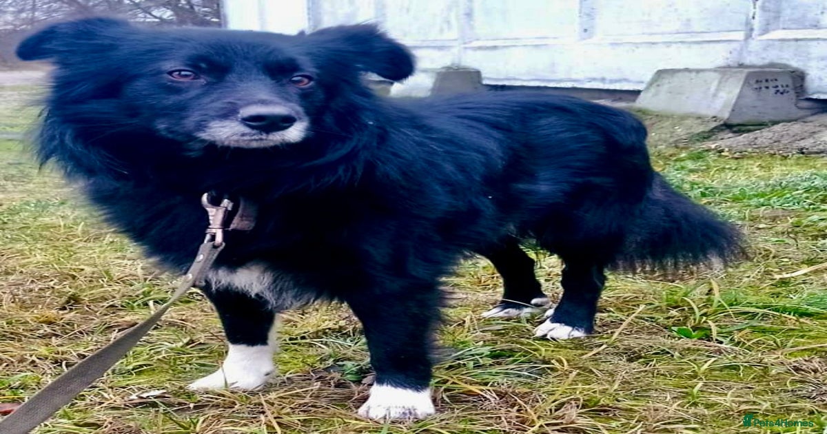 🐾 TED – Male Border Collie for adoption in West Malling | Pets4Homes