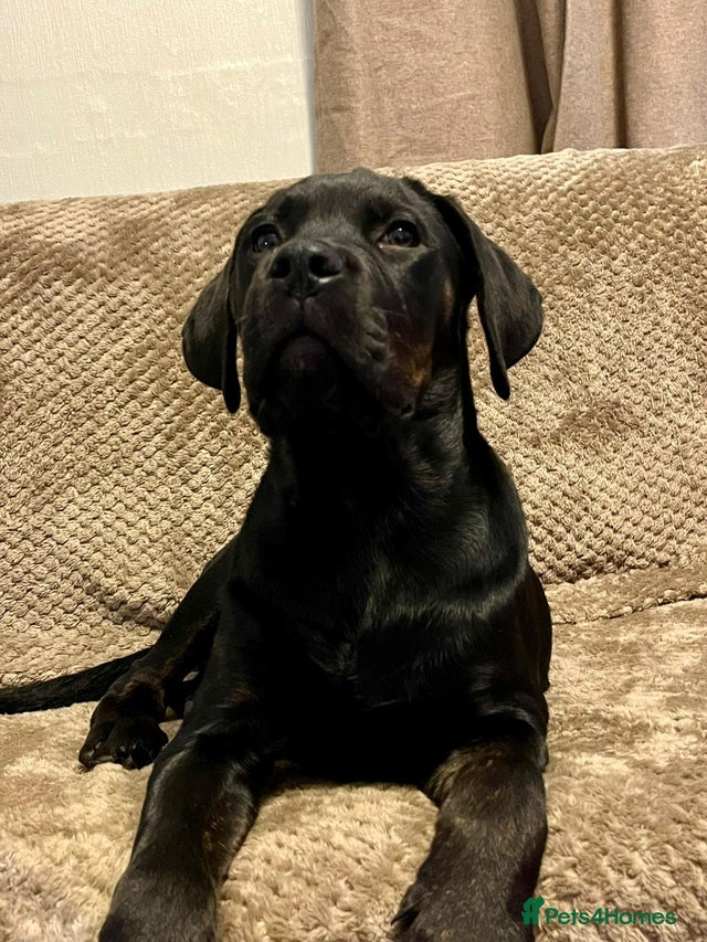 Cane Corso x Rottweiler for sale in Bury | Pets4Homes
