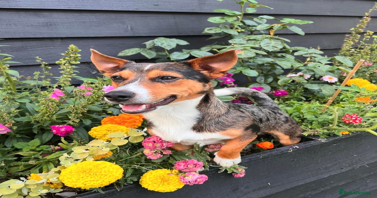 Stunning Merle Jack Russell Male for Stud for stud in Cambridge ...