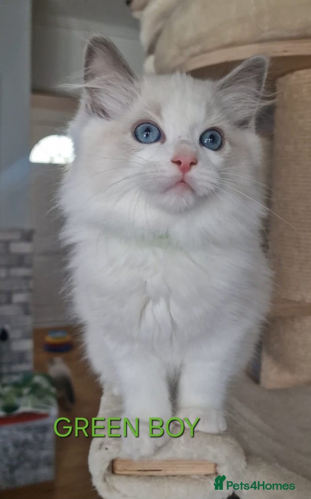 2 left Luxury European line Ragdolls kittens for sale in Coventry ...