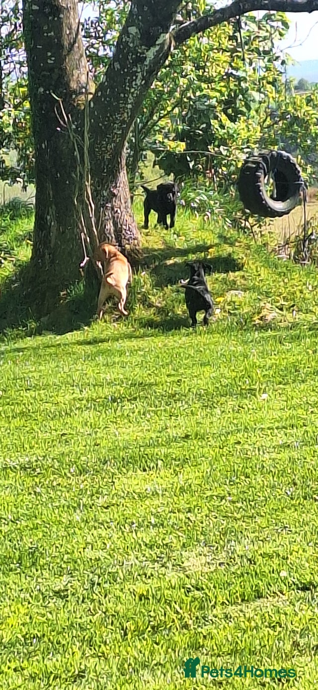 2 well put together playful labrador puppies for sale in Llandrindod ...