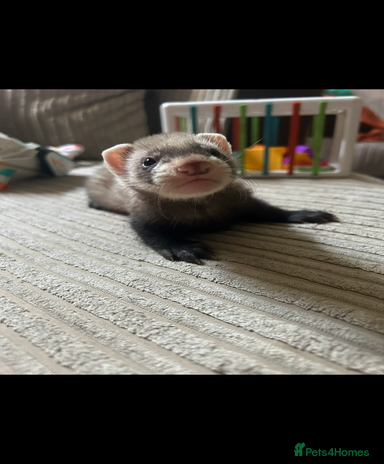 Ferret Pets & Animals for sale | Pets4Homes