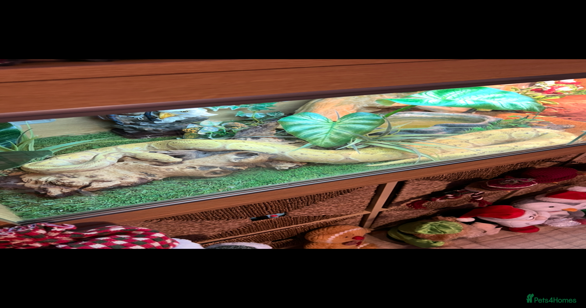 Beautiful Royal Python for sale in Colchester | Pets4Homes