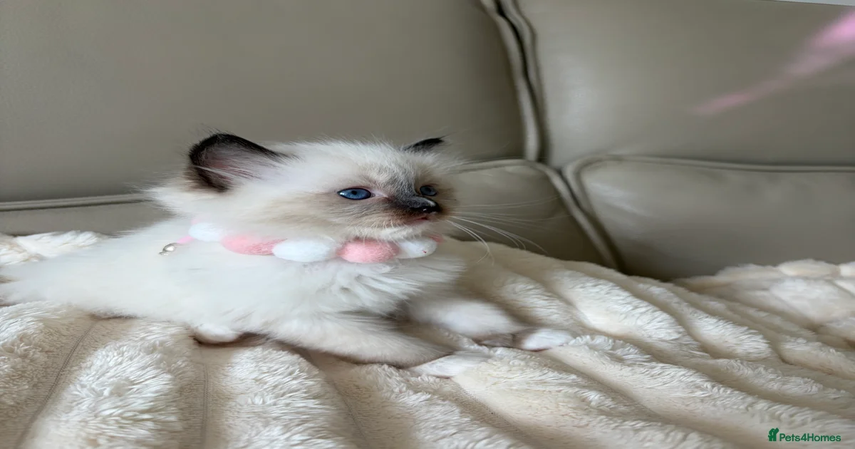 Ragdoll Kittens for sale in Manchester, Greater Manchester | Pets4Homes