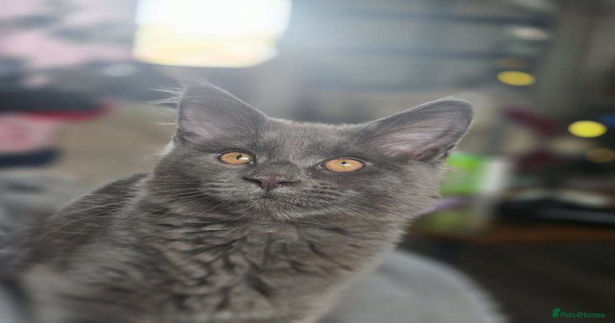 Blue Beautiful baby Milo for sale in Dartford | Pets4Homes