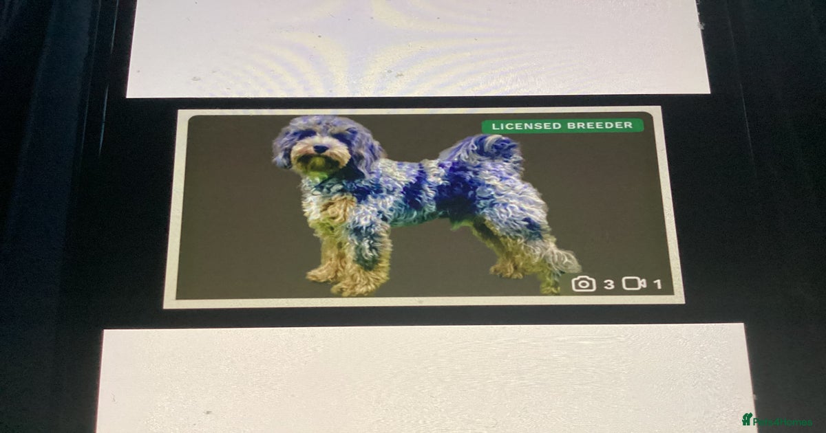 F1b Cavapoo Blue Merle copperpoint for sale in Swadlincote | Pets4Homes