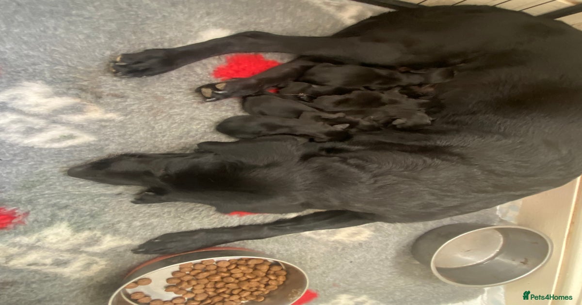 Labrador x springador for sale in Launceston | Pets4Homes