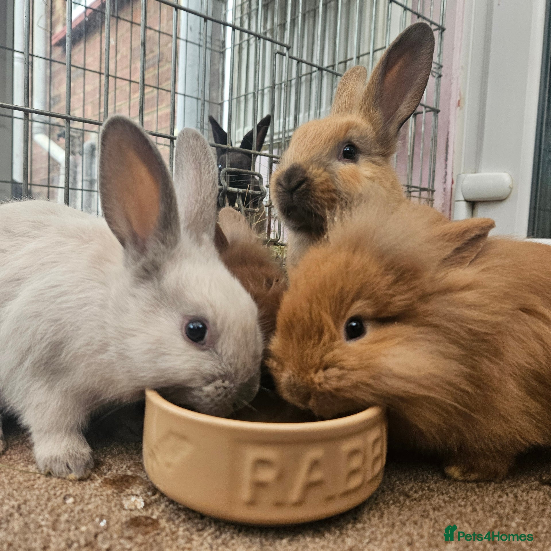 Baby bunnies Rabbits for sale | Pets4Homes