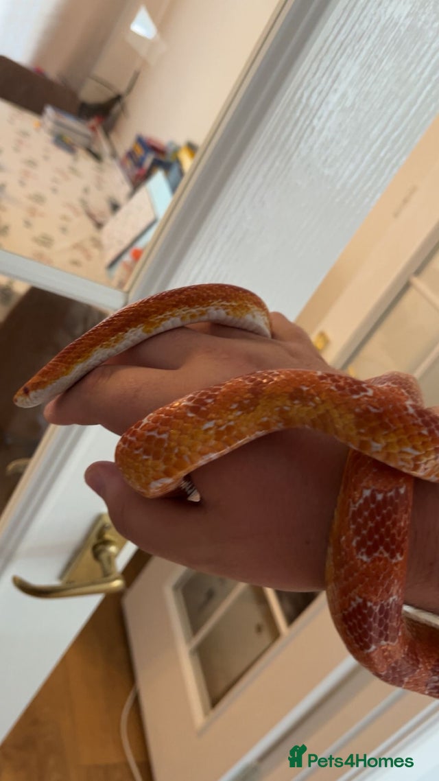 Corn snake for sale in Eastbourne | Pets4Homes