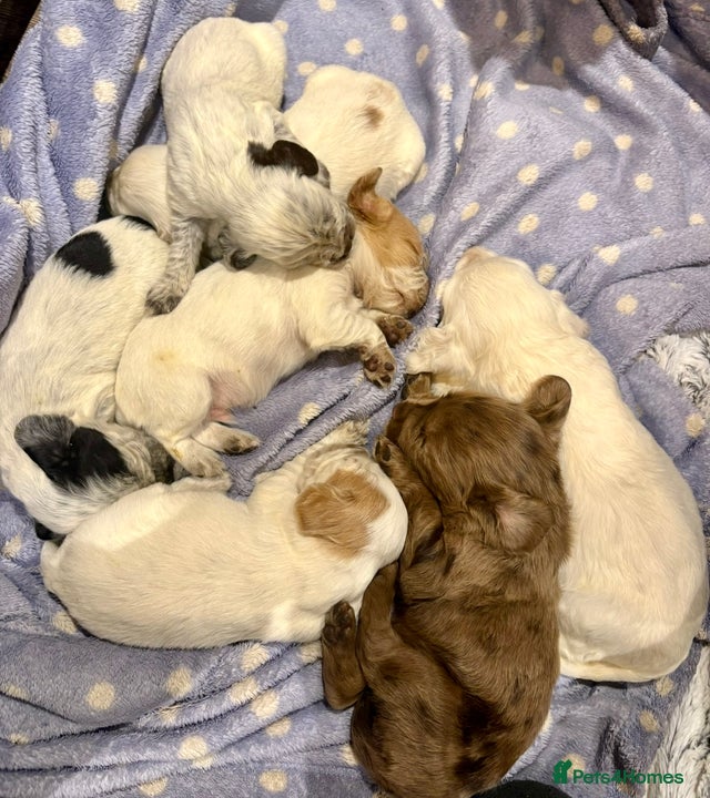 Beautiful cocker spaniel puppies for sale in Shipley | Pets4Homes