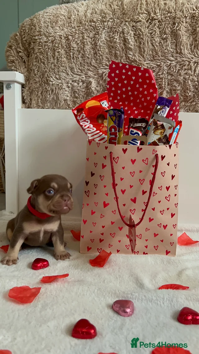 🪢French Bulldogs in Chocolate & Tan and Rojo for sale in Wickford ...