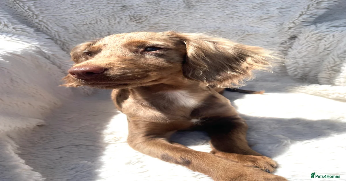 Cocker Spaniel Puppies for sale in Coventry, West Midlands | Pets4Homes