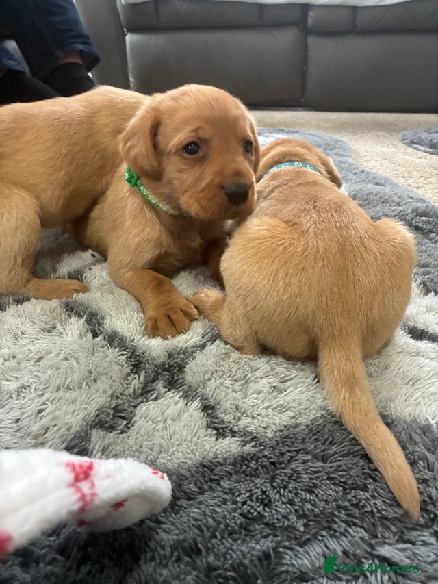 5 kc chunky fox red Labradors for sale in Ely | Pets4Homes
