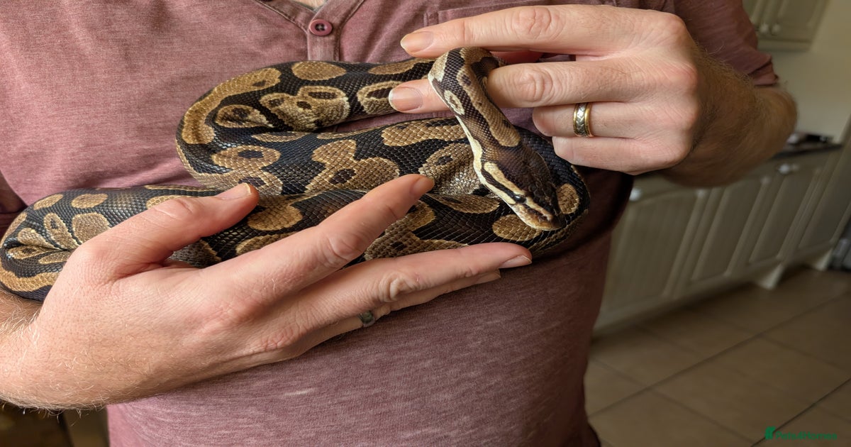 Wild type royal python for sale in Bristol | Pets4Homes