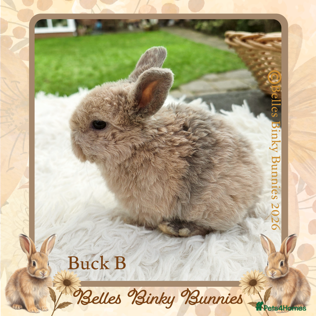 🧡 Rare Stunning Plush Mini Lops 🧡 for sale in Sheffield | Pets4Homes