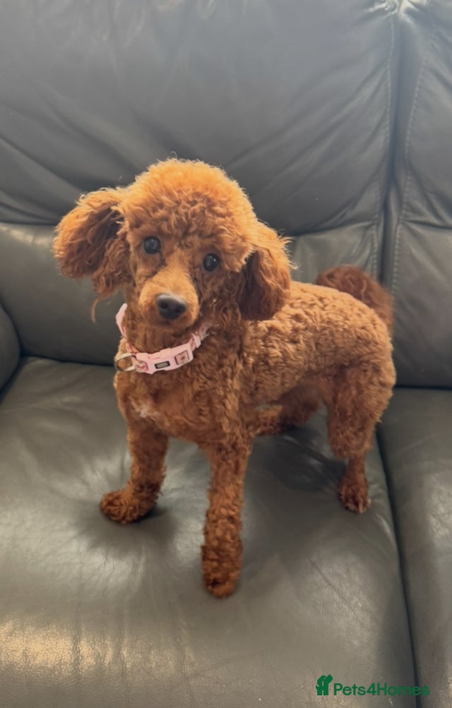 KC Red Miniature poodle for sale in | Pets4Homes