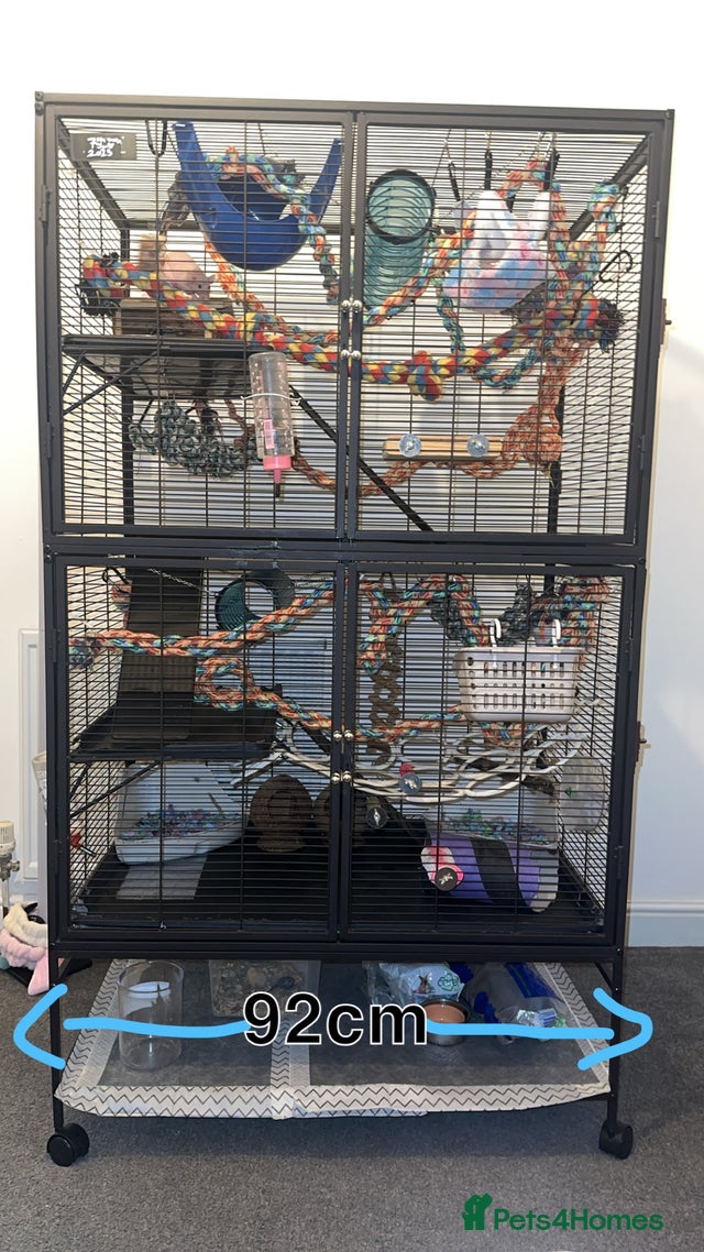 2 female bold rats with cage and accessories for sale in Burton-on ...