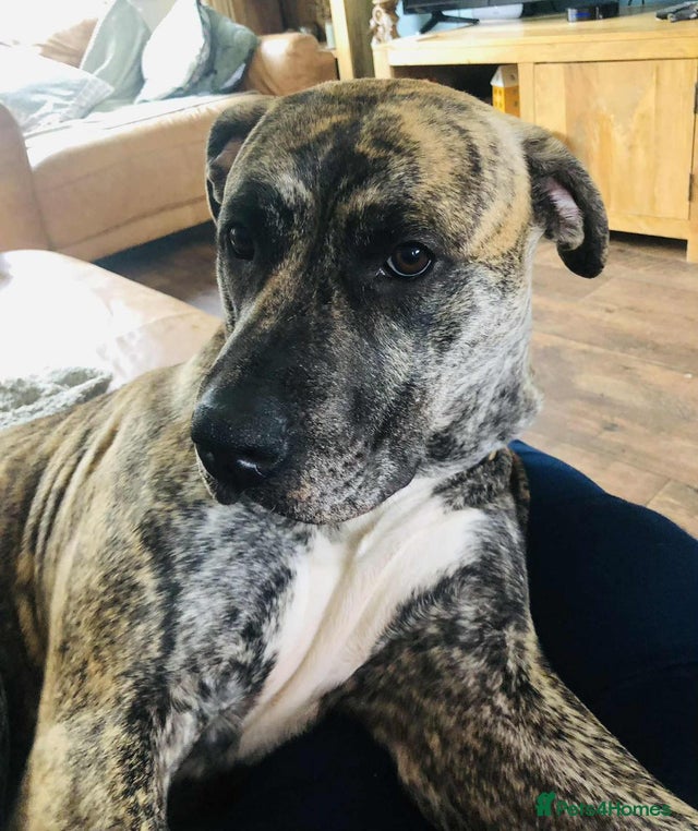 Lilly – Loyal, Smart Presa Cross Needs Space for adoption in Pontefract ...