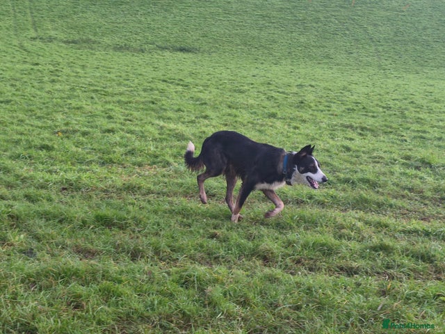 Tucker 13 month old collie for sale in Newton Abbot | Pets4Homes