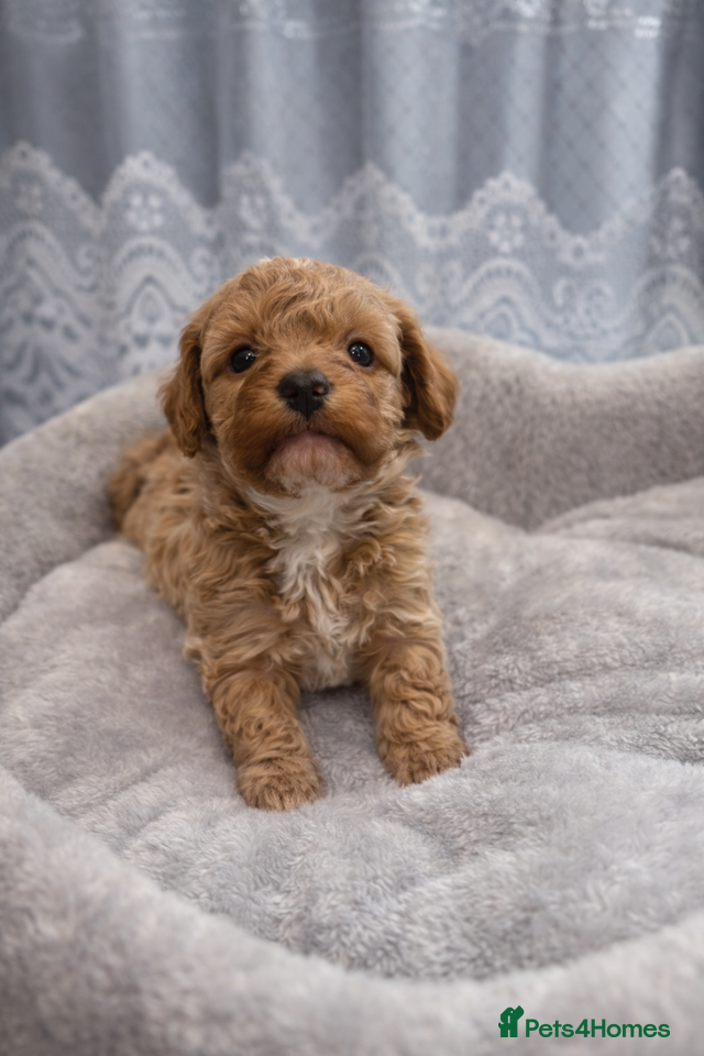 🐶 Adorable Korean Maltipoo Puppies – Ready Soon! for sale in ...
