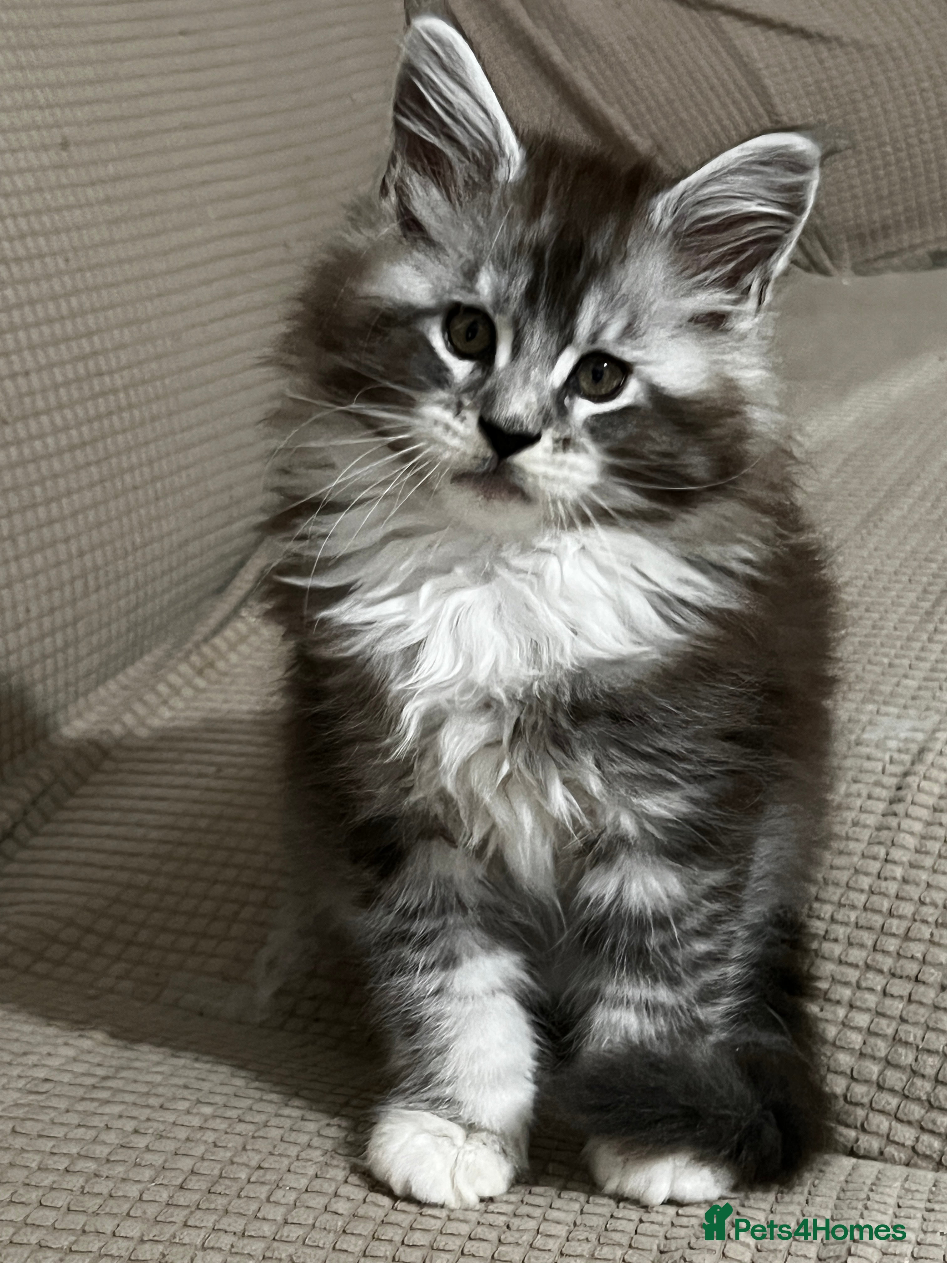 Gorgeous Maine Coon Kittens for sale in London | Pets4Homes