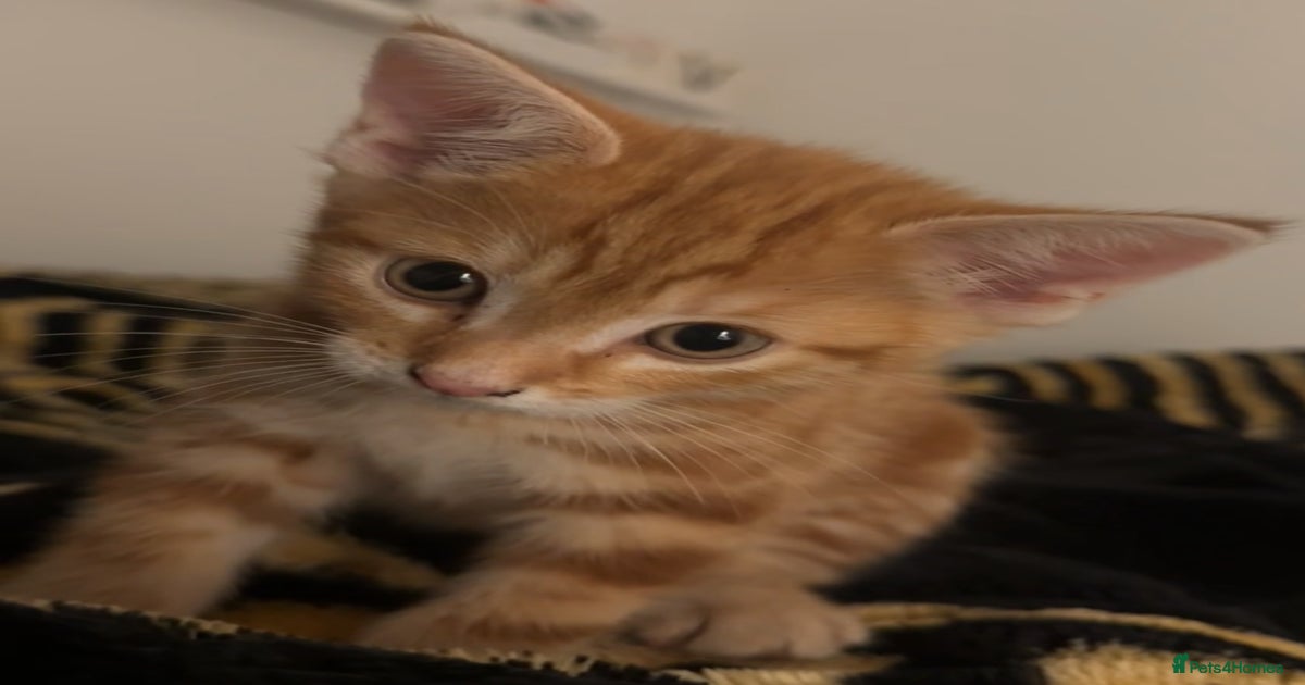 Orange kitten for sale in Dover | Pets4Homes