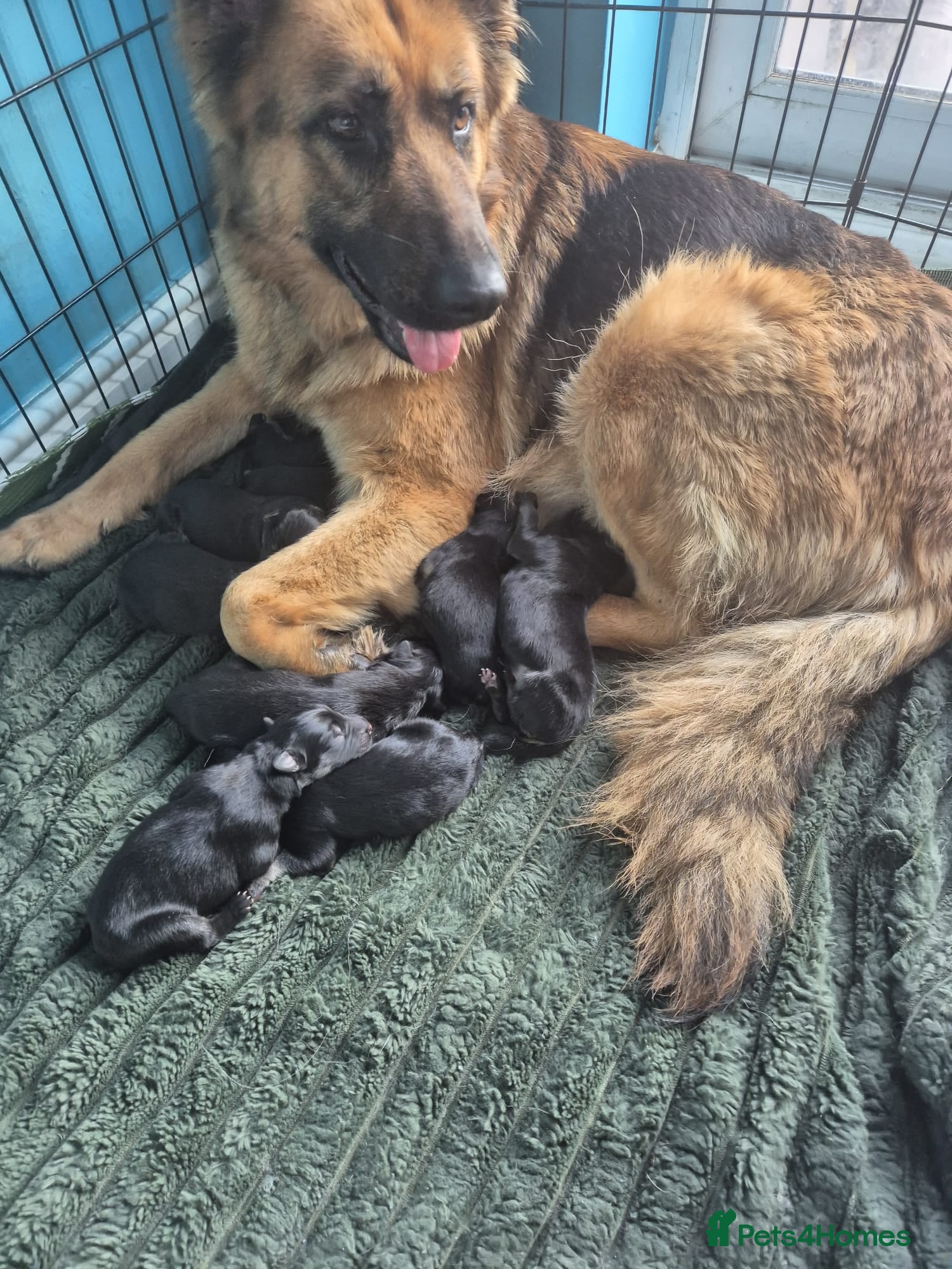 German shepherd x malumute puppies for sale in Fleetwood | Pets4Homes