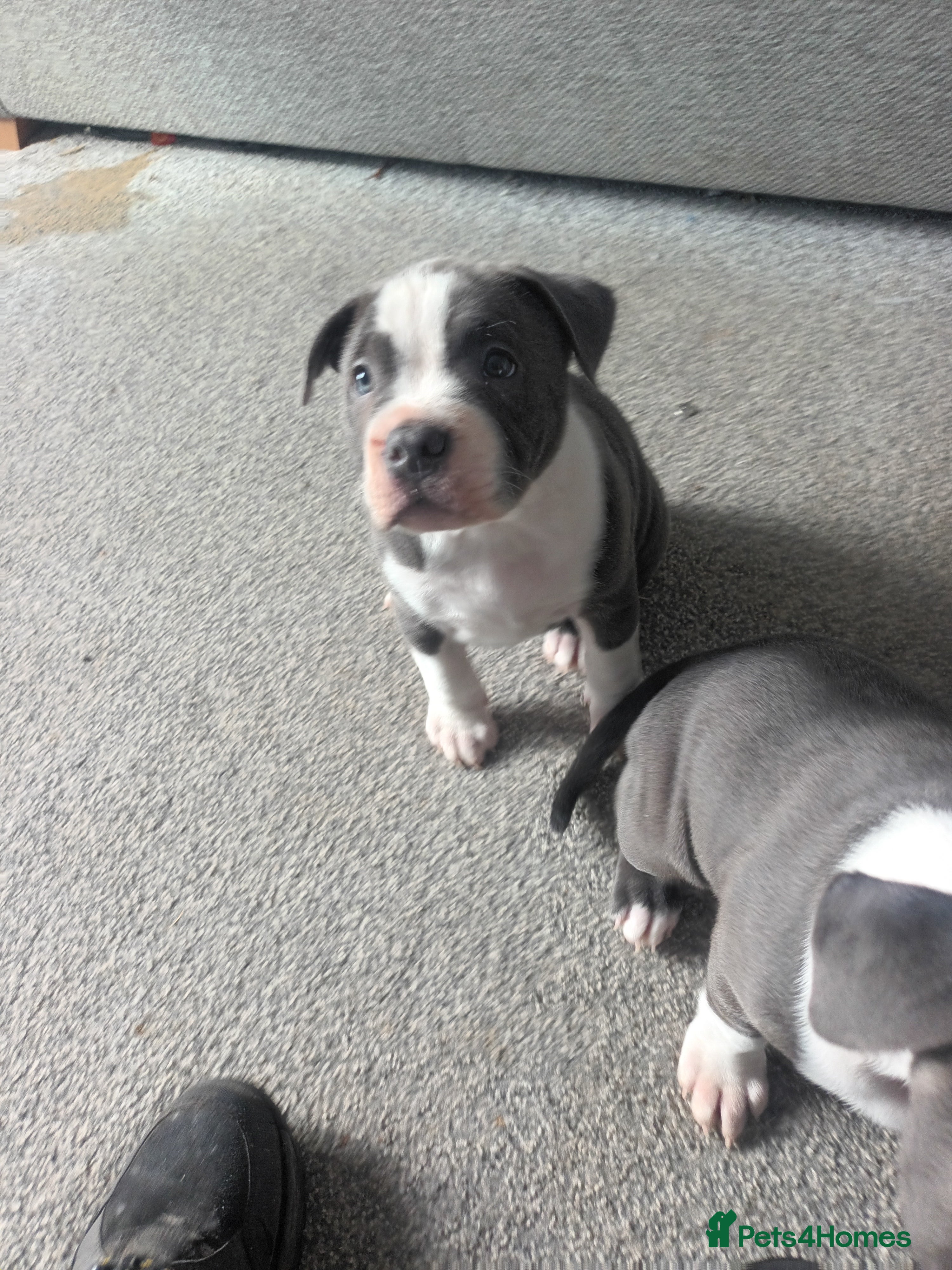 Blue staff bully's for sale in Newton-le-Willows | Pets4Homes