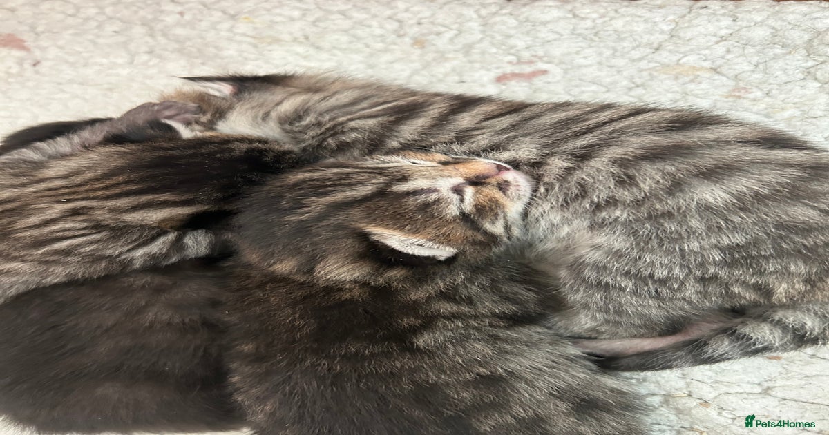 Gorgeous chunky tabby kittens for sale in Faringdon | Pets4Homes