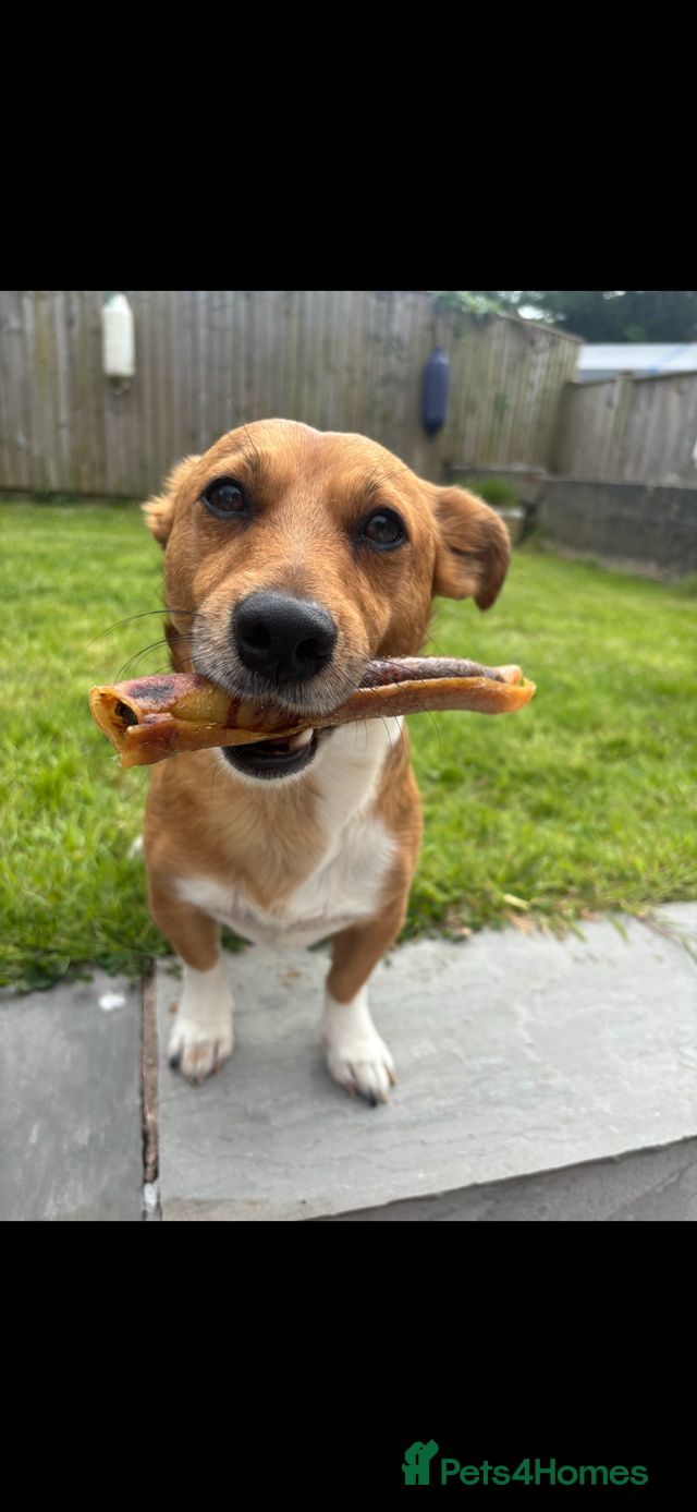 My Gorgeous blue merle miniature jack for stud in Radstock | Pets4Homes