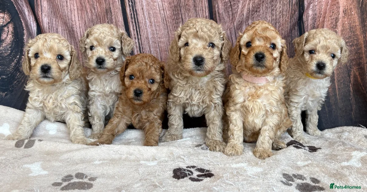 Miniature Poodle Puppies for sale in Newmarket, Suffolk | Pets4Homes