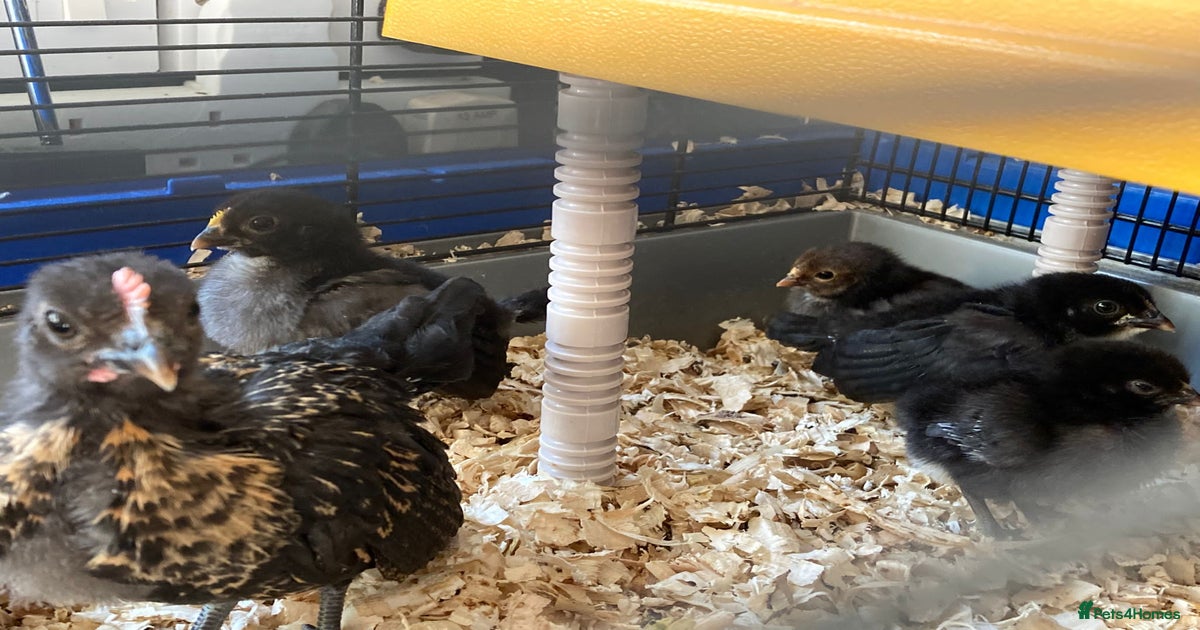 Mixed Breed Bantam Chicks for sale in Leominster | Pets4Homes