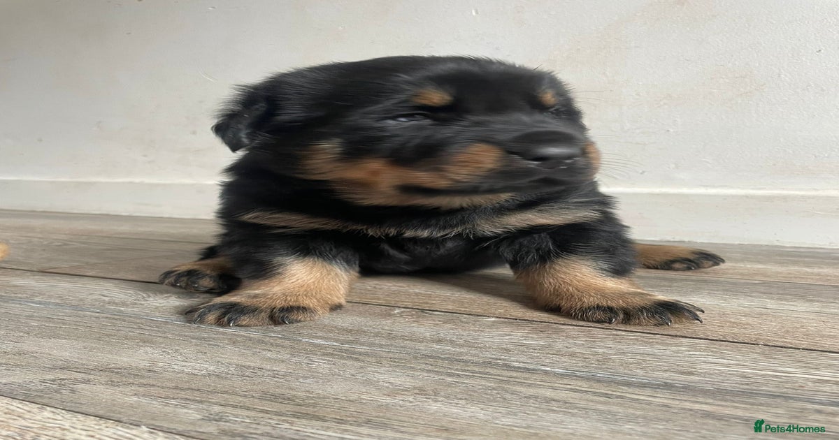 Fluffy Rottweiler Female Puppy for sale in Coalville | Pets4Homes