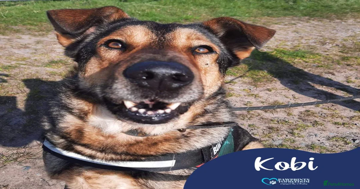 Meet Kobi, currently residing in Cheshire for adoption in Nantwich ...