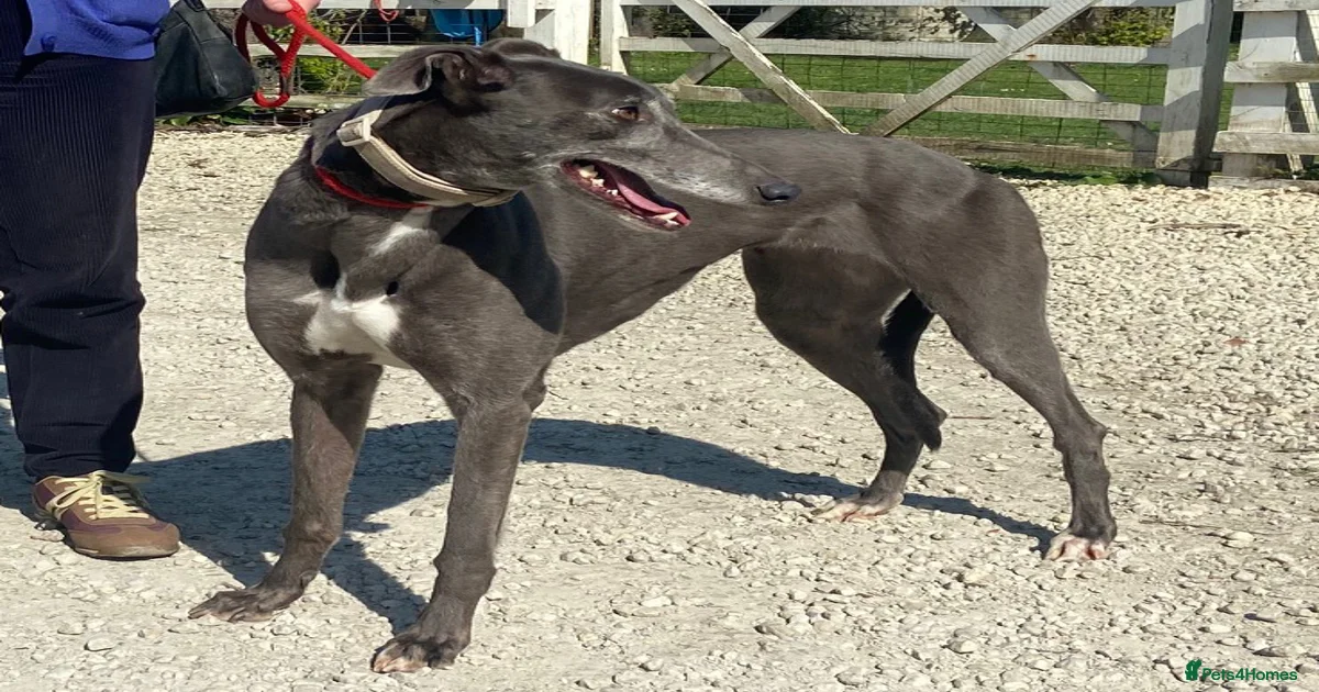 Blue Dogs for adoption | Pets4Homes