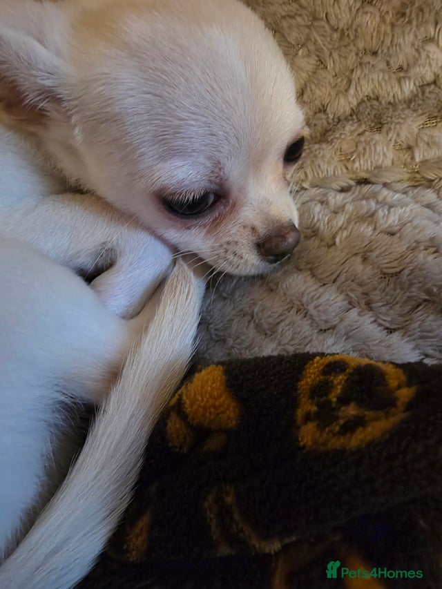 Beautiful white male chihuahua puppy for sale in Barnsley | Pets4Homes