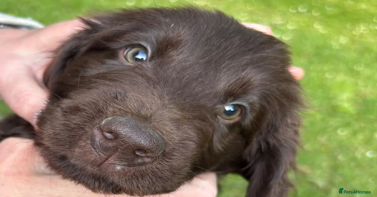 Just for pets Flat coated Retriever Puppies for sale | Pets4Homes