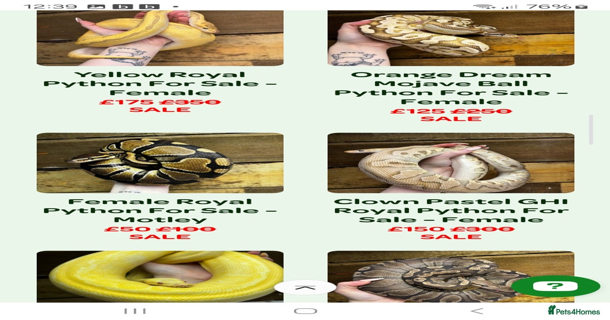 50% OFF BALL PYTHONS AND CRESTED GECKOS IN STORE! for sale in Bracknell ...