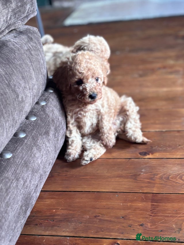 Red toy Cockapoo’s for sale in Pontefract | Pets4Homes