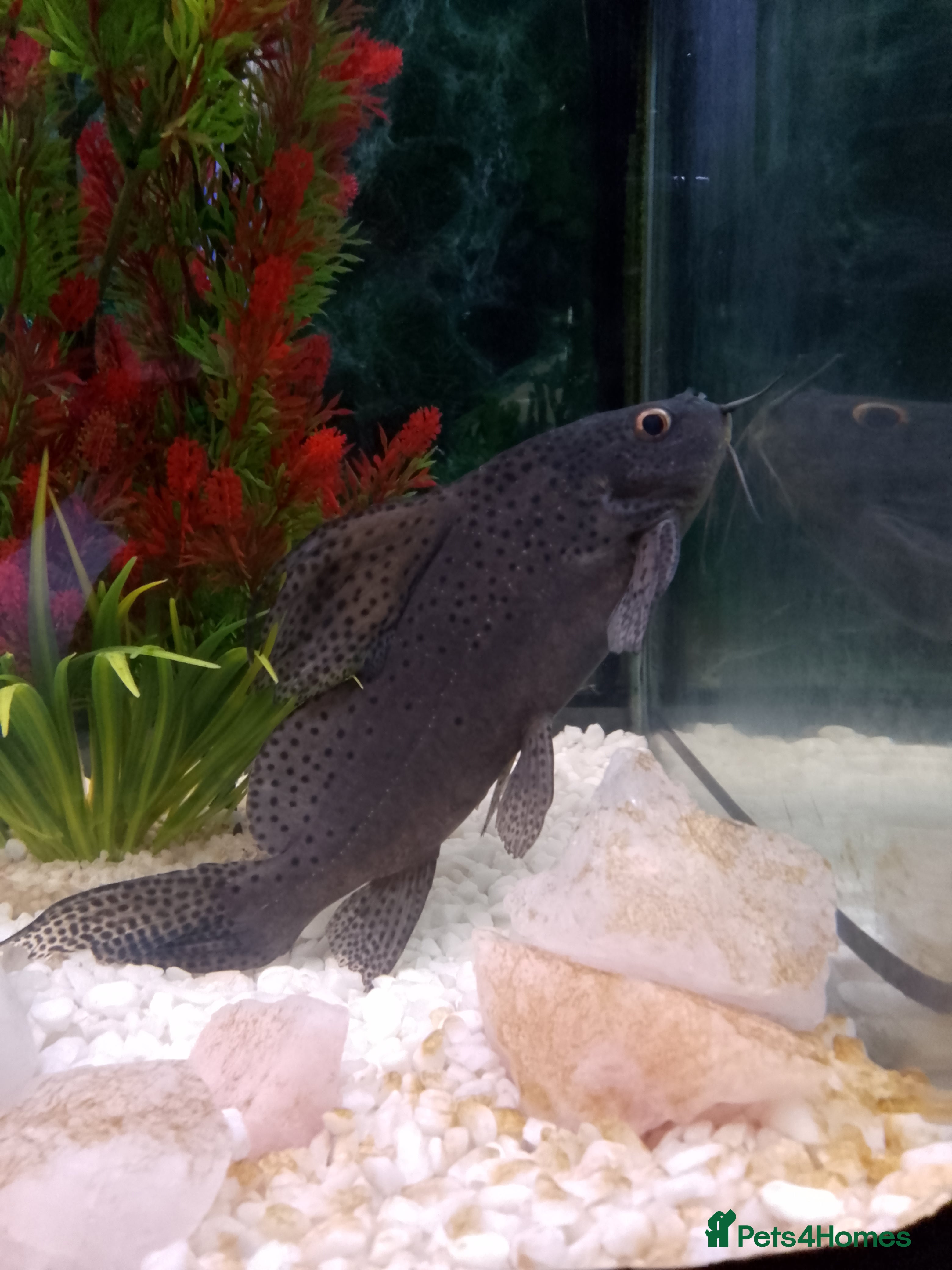 Large catfish (I think) for sale in Torquay | Pets4Homes