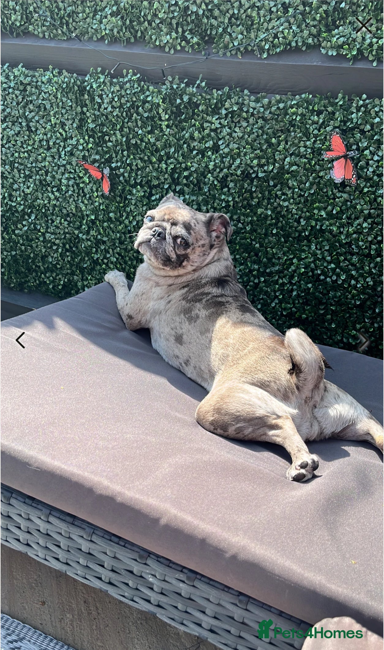 Female pug for adoption for sale in Wickford | Pets4Homes